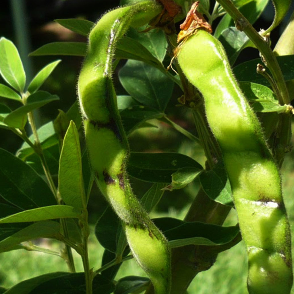 Productos – La famosa